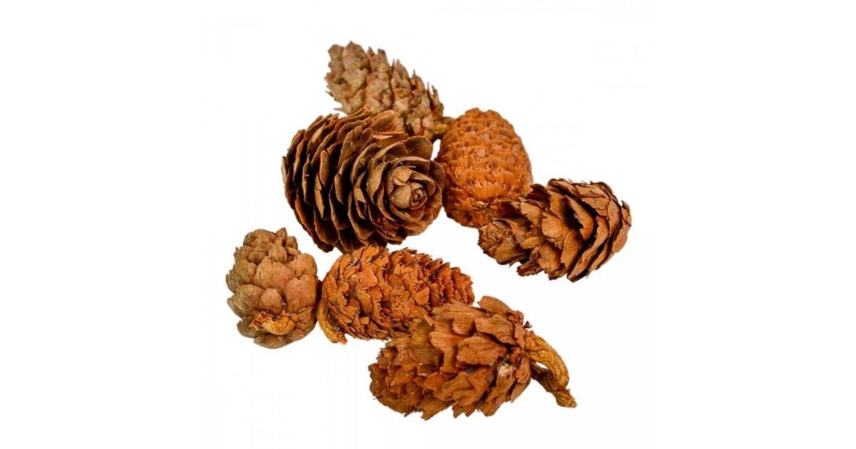 Vörös fenyő toboz natúr 30dkg/csomagk, termések, dekoráció,szárított ...